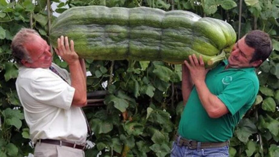 These 11 Pictures of Giant Veggies Will Blow Your Mind - Epic Gardening