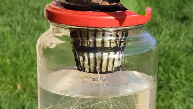 The Kratky Method: The Easiest Hydroponic System For Beginners