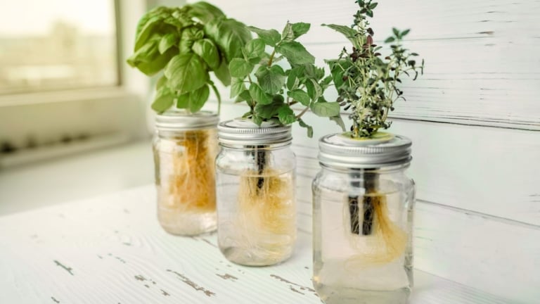 The Kratky Method: The Easiest Hydroponic System For Beginners