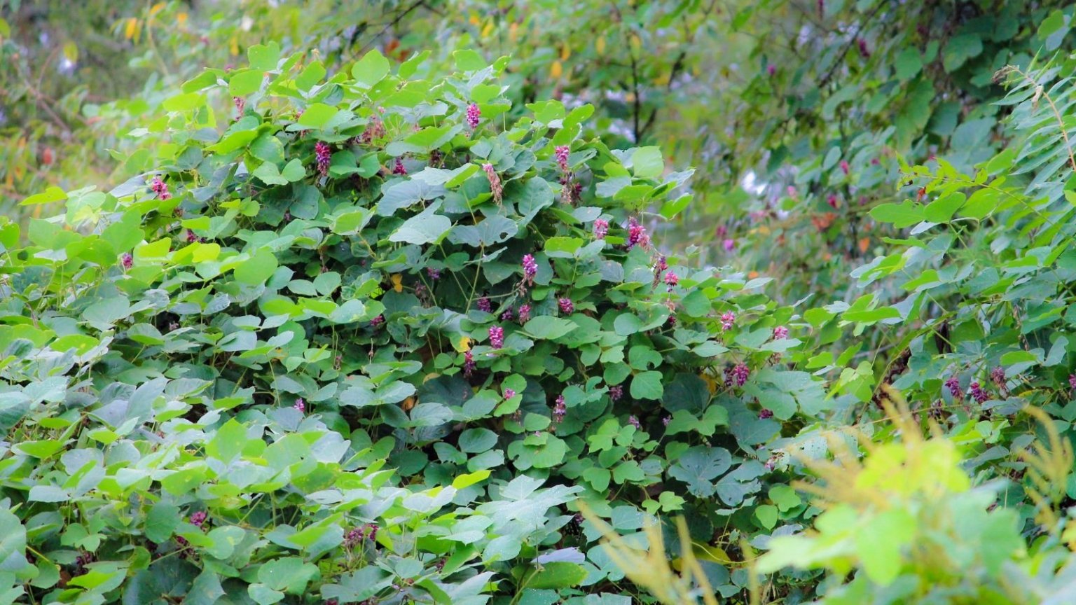 How to Remove Invasive Plants from Your Property