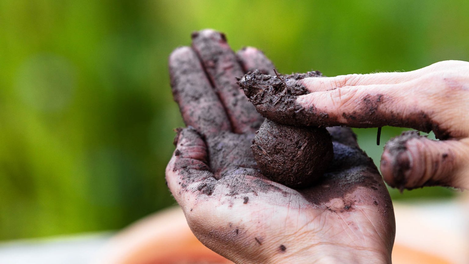 How To Make Seed Bombs: 3 Different Methods