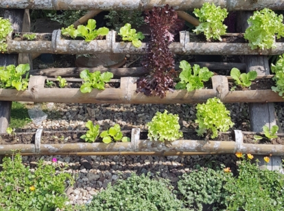 Rye Cover Crop: Winter Ground Covers