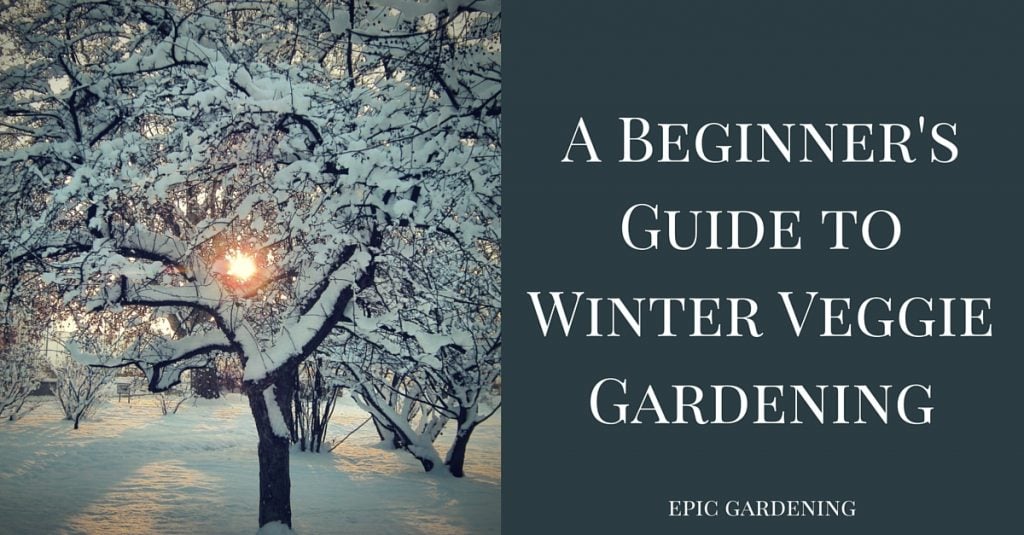 A Beginner's Guide to Winter Vegetable Gardening
