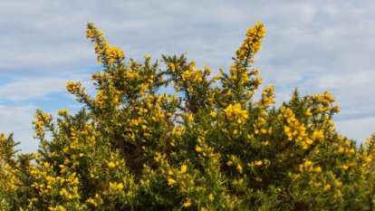 The 43 Most Invasive Plant Species in California | Epic Gardening
