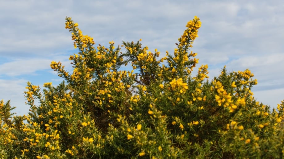 The 43 Most Invasive Plant Species in California | Epic Gardening
