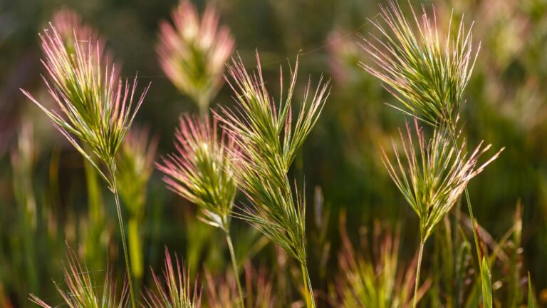 The 43 Most Invasive Plant Species in California