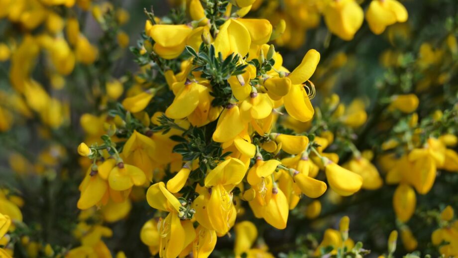 The 43 Most Invasive Plant Species in California | Epic Gardening