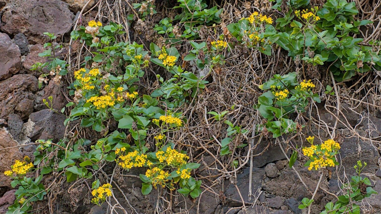 17 Types Of Ivy Plants You Should Know