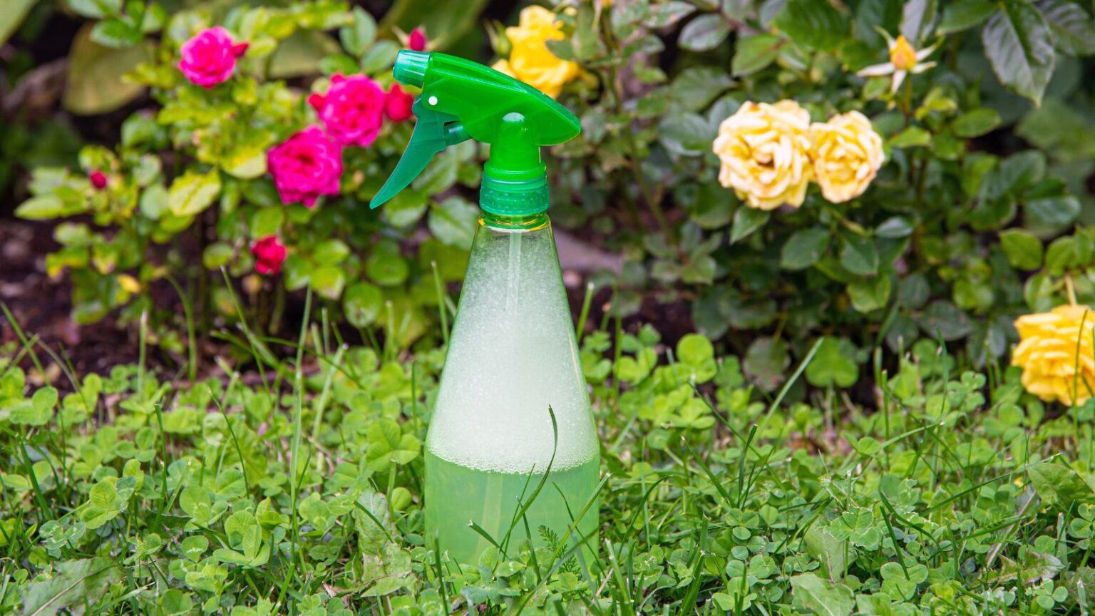 Powdery Mildew Treatment And Prevention