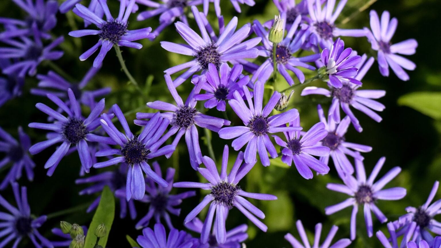 How to Plant, Grow, and Care for Asters