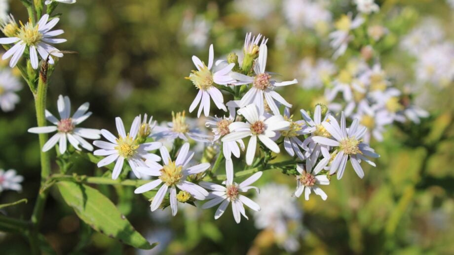 How to Plant, Grow, and Care for Asters