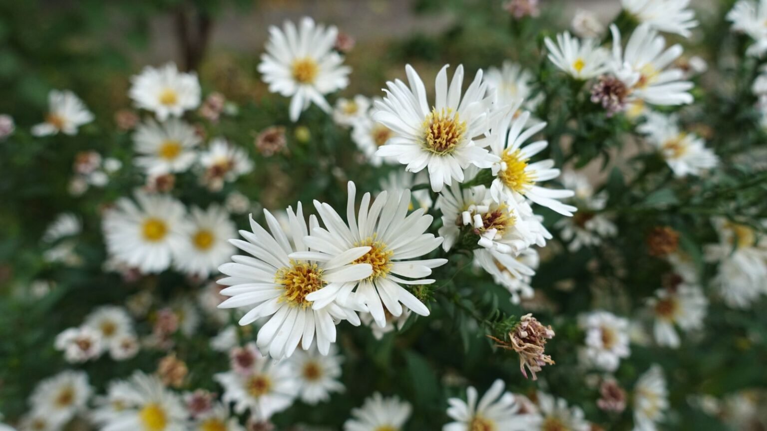 How to Plant, Grow, and Care for Asters