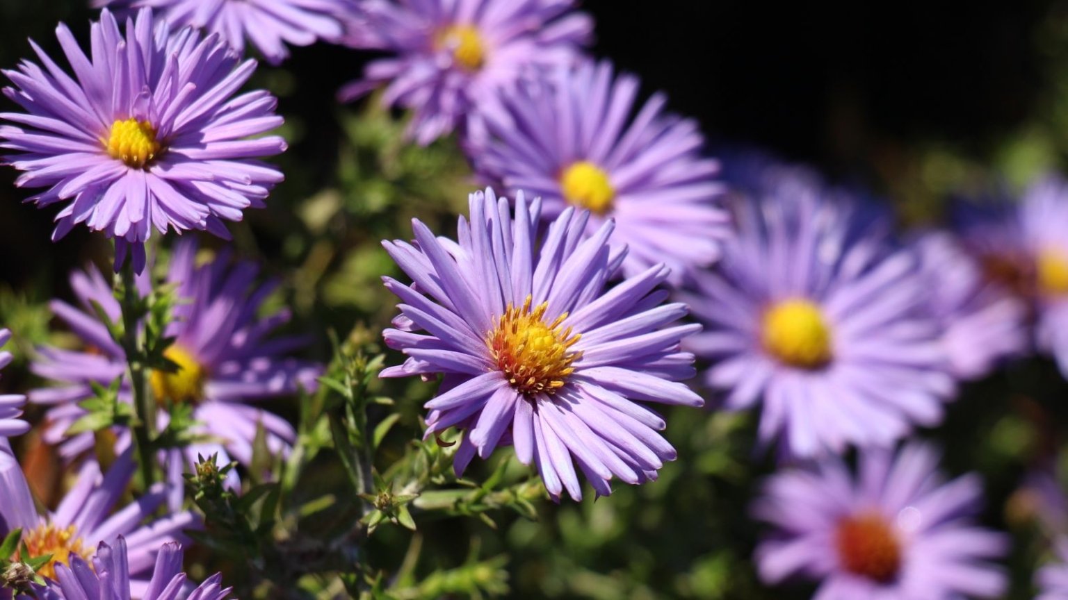 How to Plant, Grow, and Care for Asters