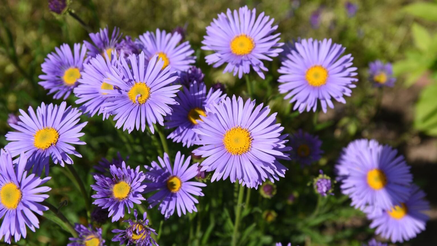 How to Plant, Grow, and Care for Asters