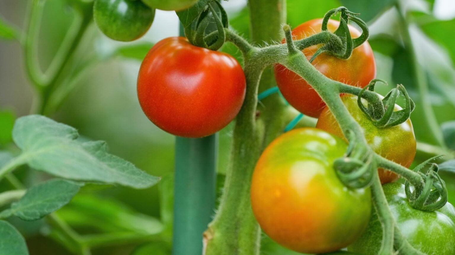 How to Ripen Green Tomatoes Quickly Indoors