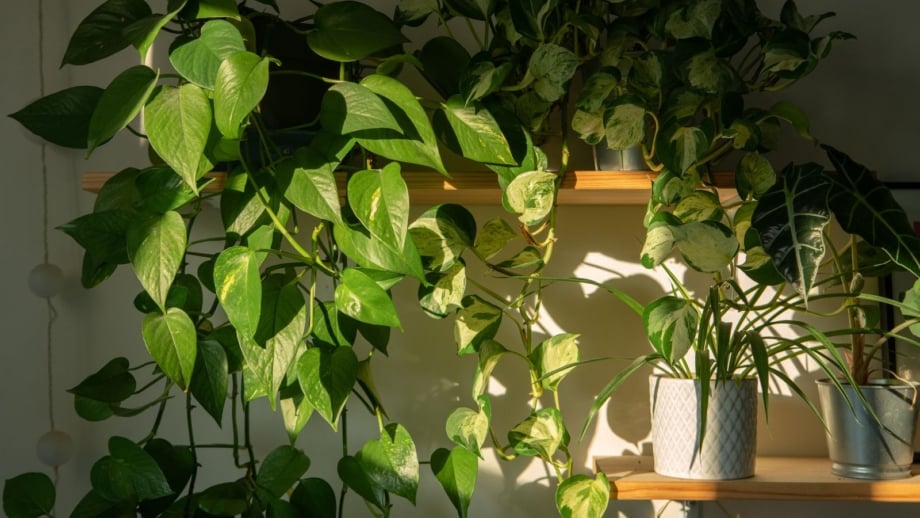 13 Best Plants for Sleep