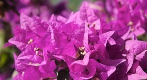 40+ Summer Flowers You Must Have In Your Garden - Epic Gardening