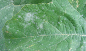 Powdery Mildew Treatment And Prevention