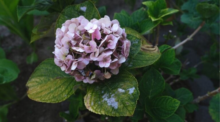 Powdery Mildew Treatment And Prevention