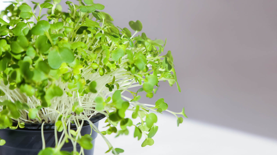 How to Grow Pak Choi Microgreens in 5 Easy Steps