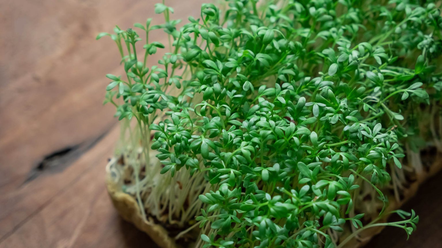 How to Grow Cress Microgreens in 5 Easy Steps