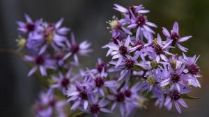 Growing Asters: September Flowers In the Garden- Epic Gardening