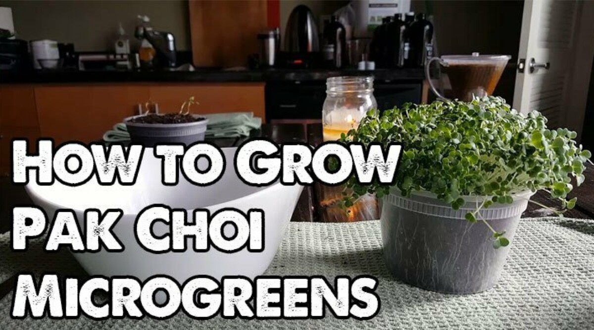 How to Grow Pak Choi Microgreens in 5 Easy Steps