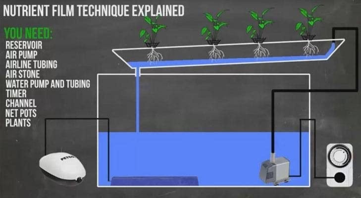 Hydroponic Systems: How They Work and How To Build Your Own
