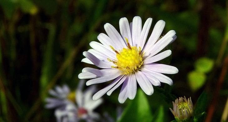 Growing Asters: September Flowers In the Garden- Epic Gardening