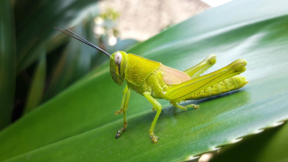 How to Get Rid of Grasshoppers in the Garden