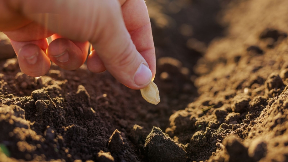 How Many Seeds to Plant Per Hole, Pot, or Cell