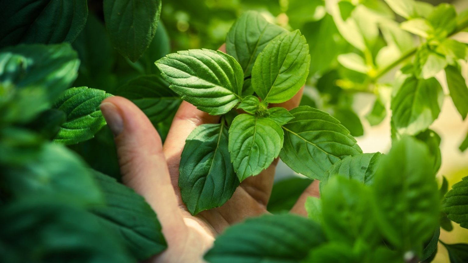How to Plant, Grow, and Care for Basil