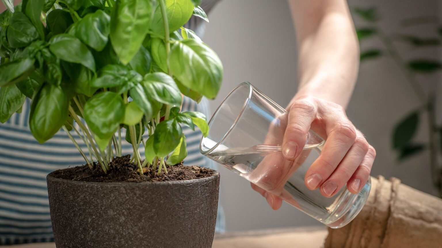 How to Plant, Grow, and Care for Basil