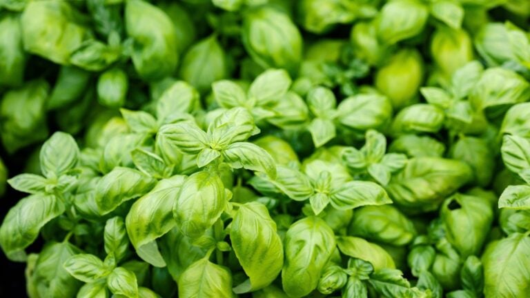 How to Plant, Grow, and Care for Basil