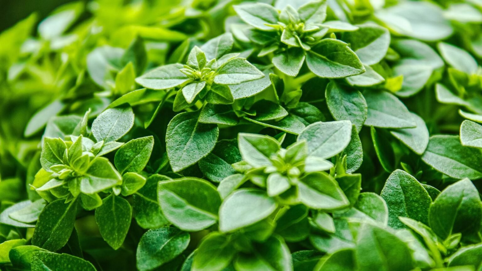 How to Plant, Grow, and Care for Basil