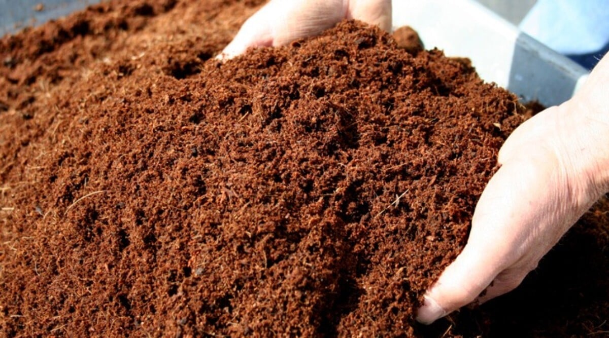 Coconut Coir: What It Is And Which To Get - Epic Gardening