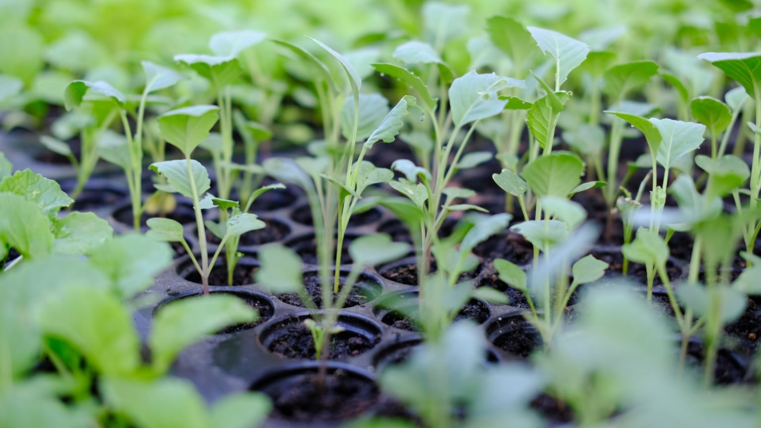 Seedlings Wilting? How to Control and Prevent Damping Off