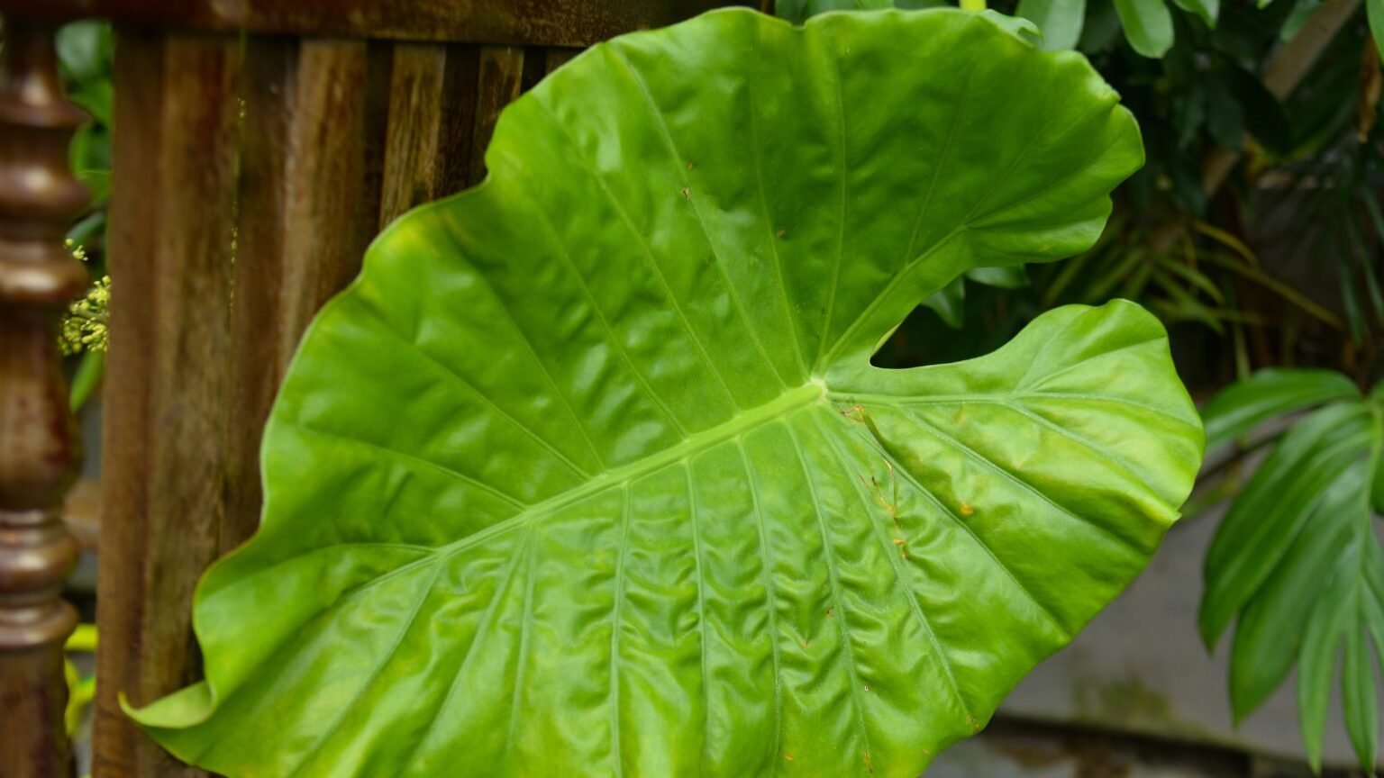 How to Plant, Grow, and Care for Elephant Ears