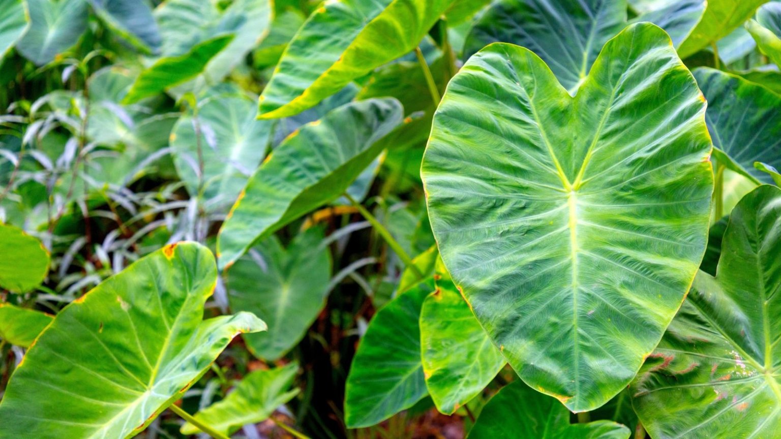 How to Plant, Grow, and Care for Elephant Ears
