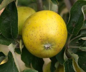 73+ Heirloom Apples You’ve Probably Never Heard Of - Epic Gardening