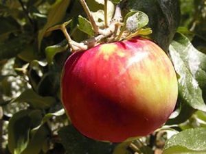 73+ Heirloom Apples You’ve Probably Never Heard Of - Epic Gardening