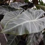 Elephant Ear Plant: Care, Planting, and Growing Tips - Epic Gardening