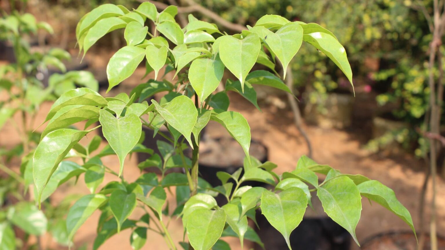 How to Plant, Grow, and Care for China Doll