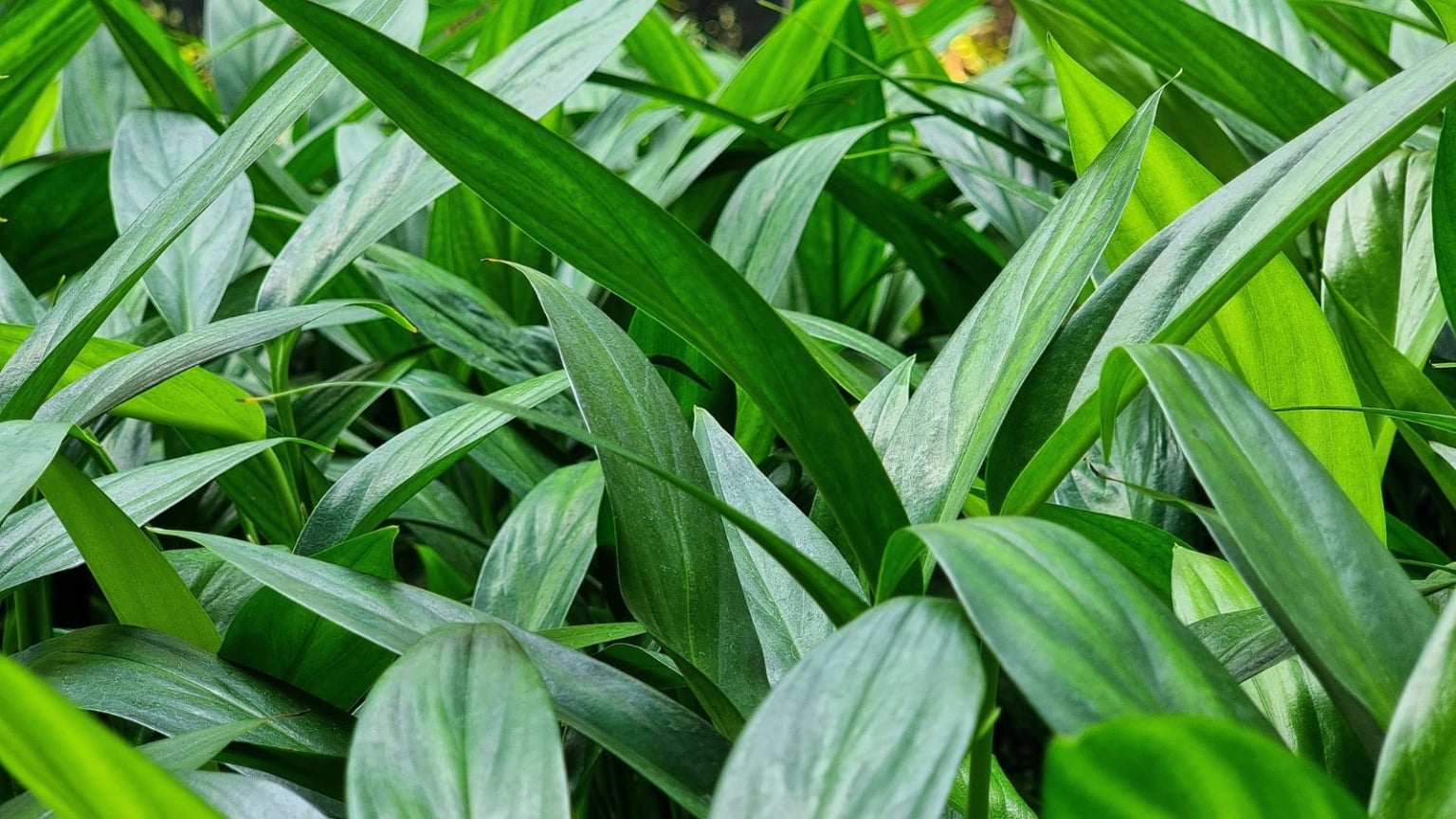 Cast Iron Plant: A Lush Plant That Lasts For Decades - Epic Gardening
