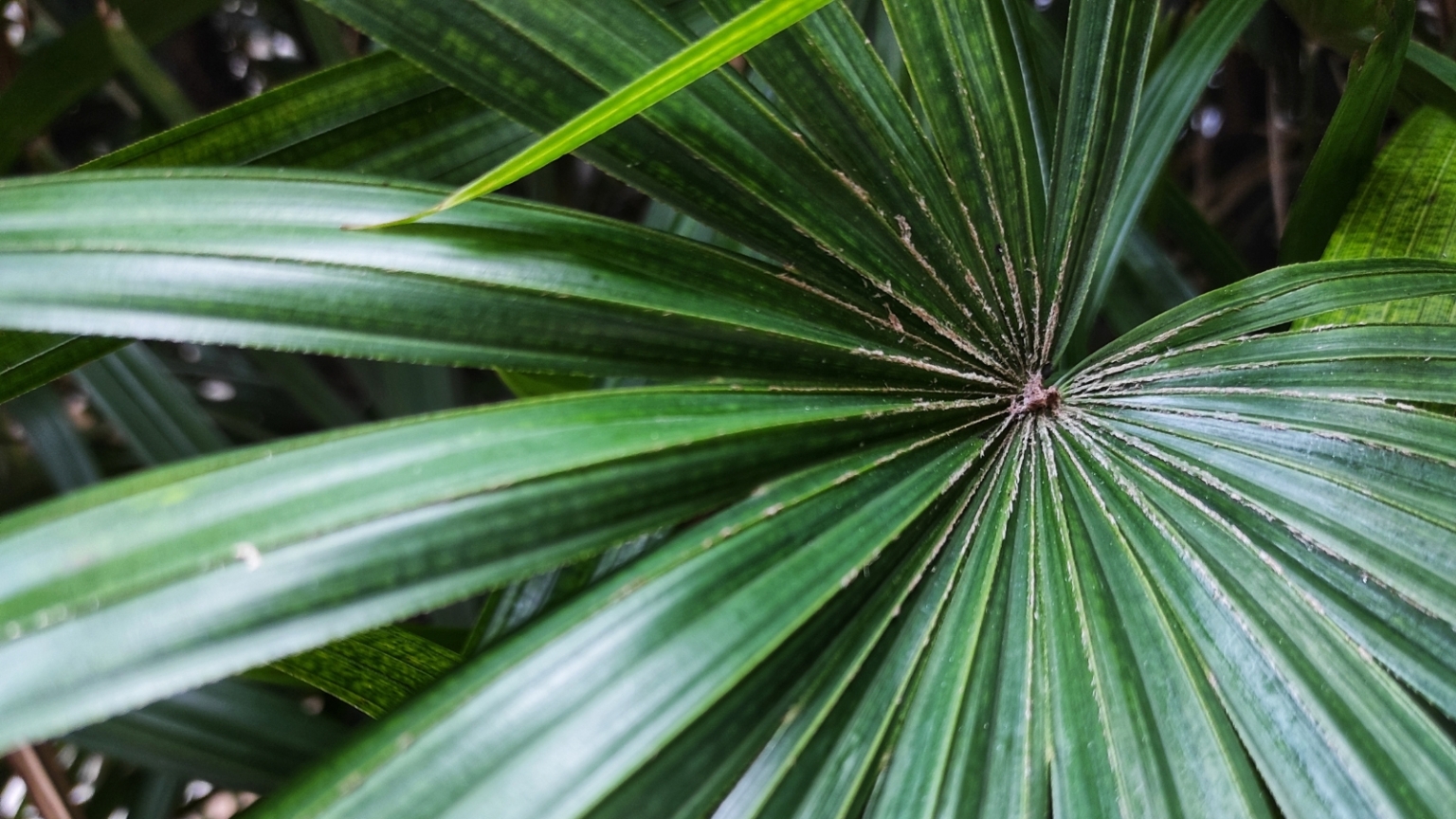 How to Plant, Grow, and Care for Lady Palm (Rhapis excelsa)