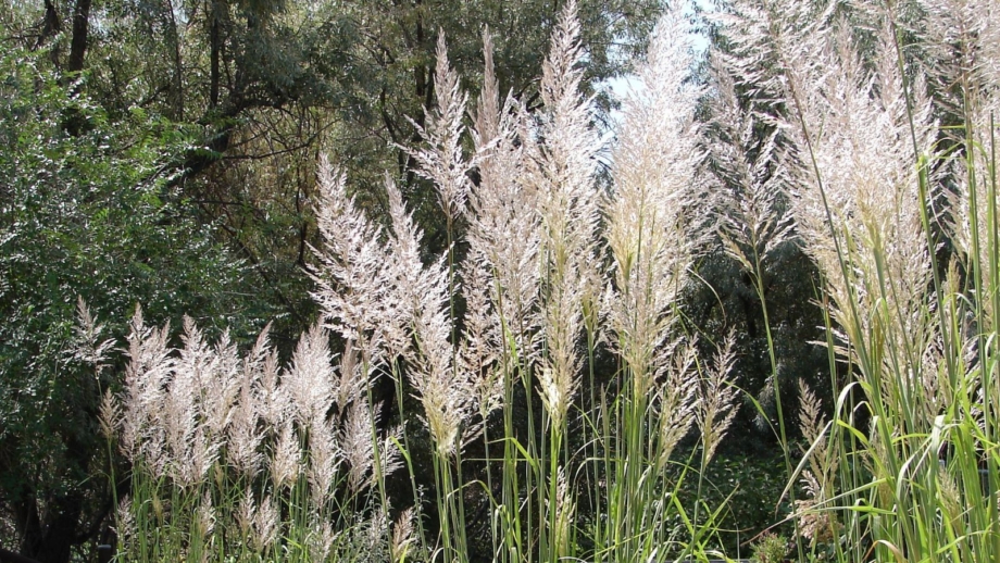 29+ Ornamental Grasses and How To Grow Them