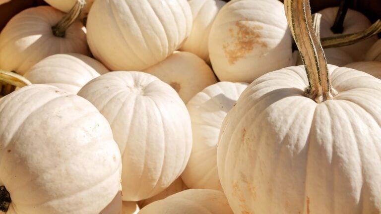 White (Ghost) Pumpkins: Care, Types, and Growing Tips