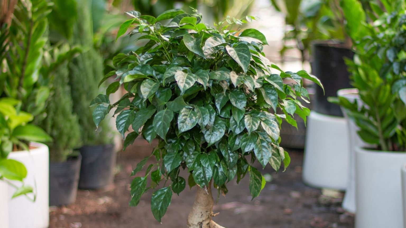 How to Plant, Grow, and Care for China Doll