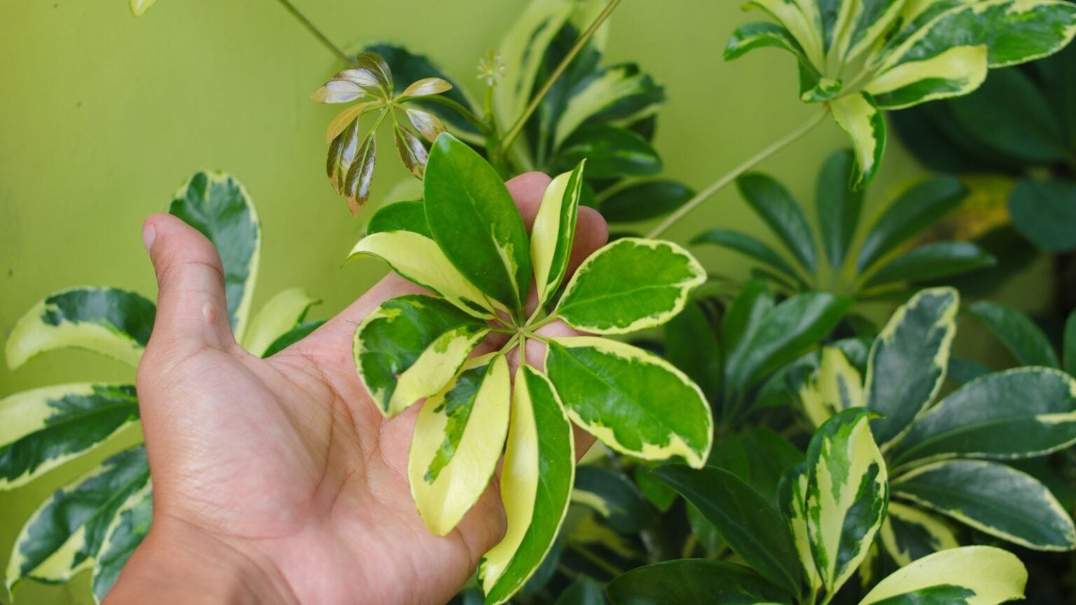 Umbrella Tree: The Best Ways To Grow Scheffleras - Epic Gardening