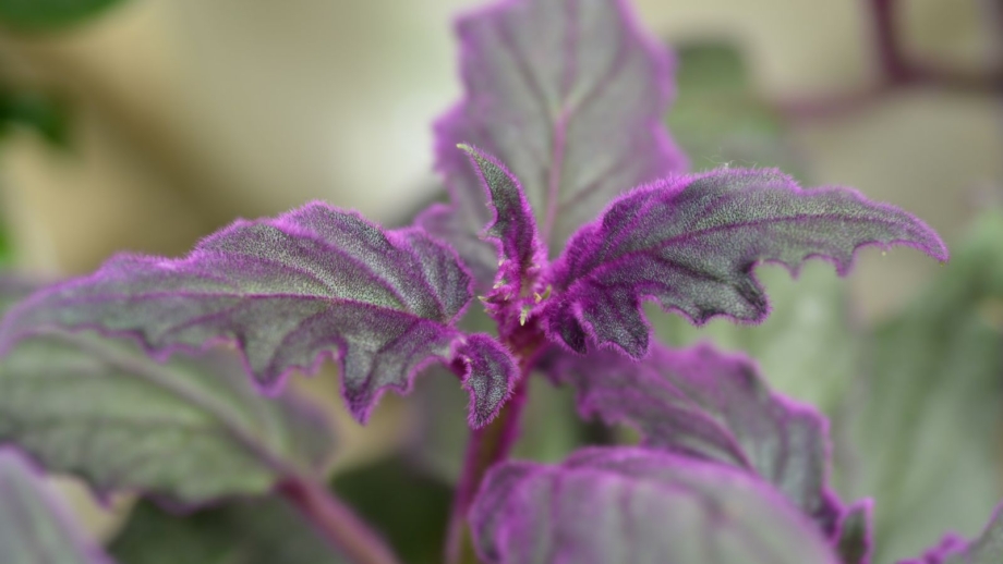 How to Plant, Grow, and Care for Purple Passion Plant